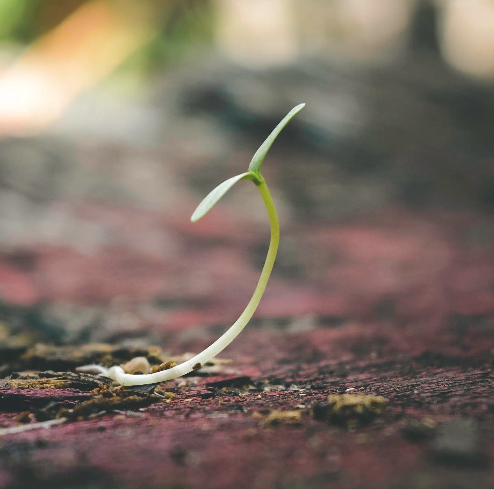 Sandra Cameron | Executive Coach and Consultant | Frankfurt